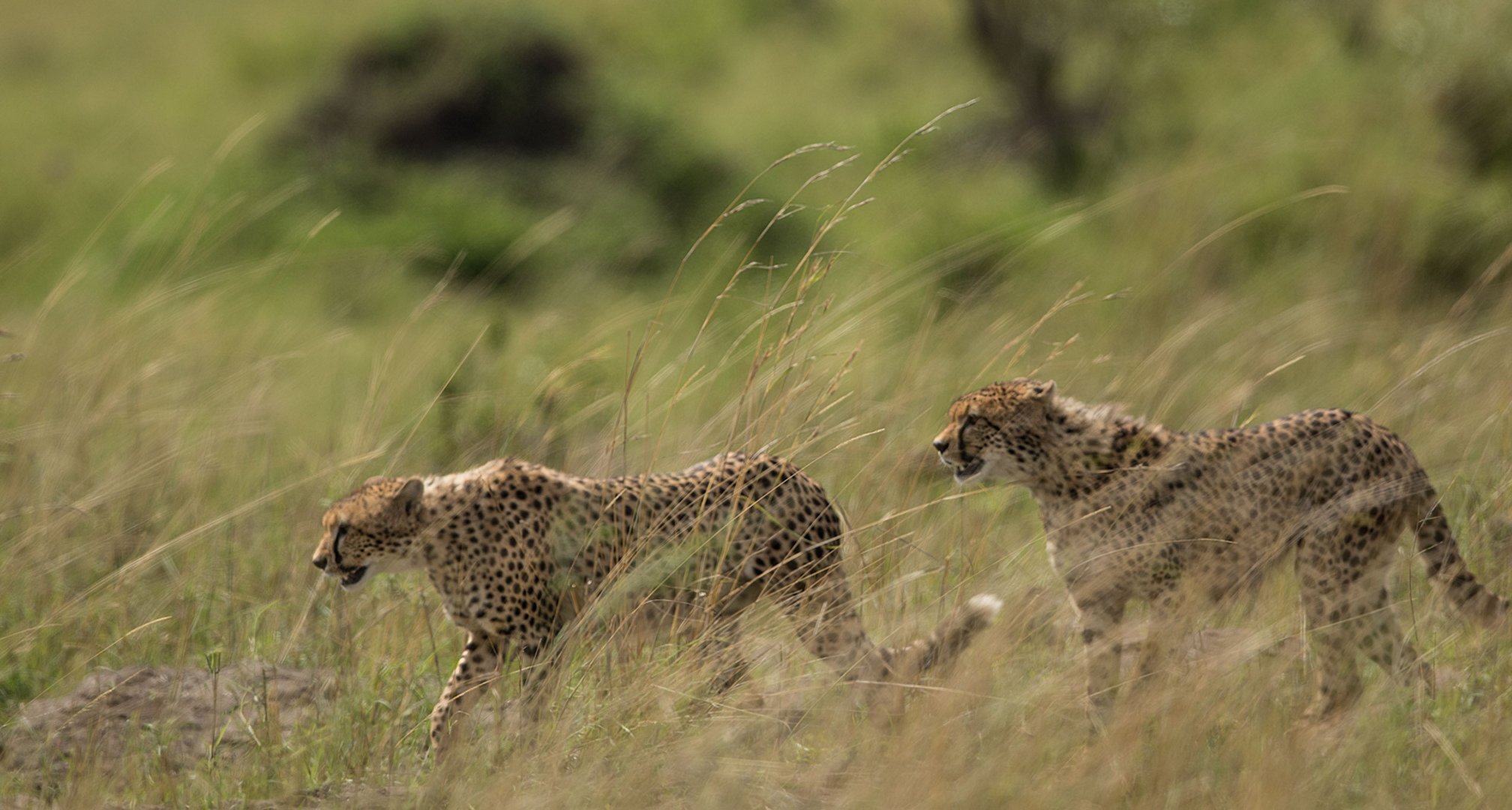 Geparden Foto & Bild | kenia, masai mara 4, natur, afrika Bilder auf ...