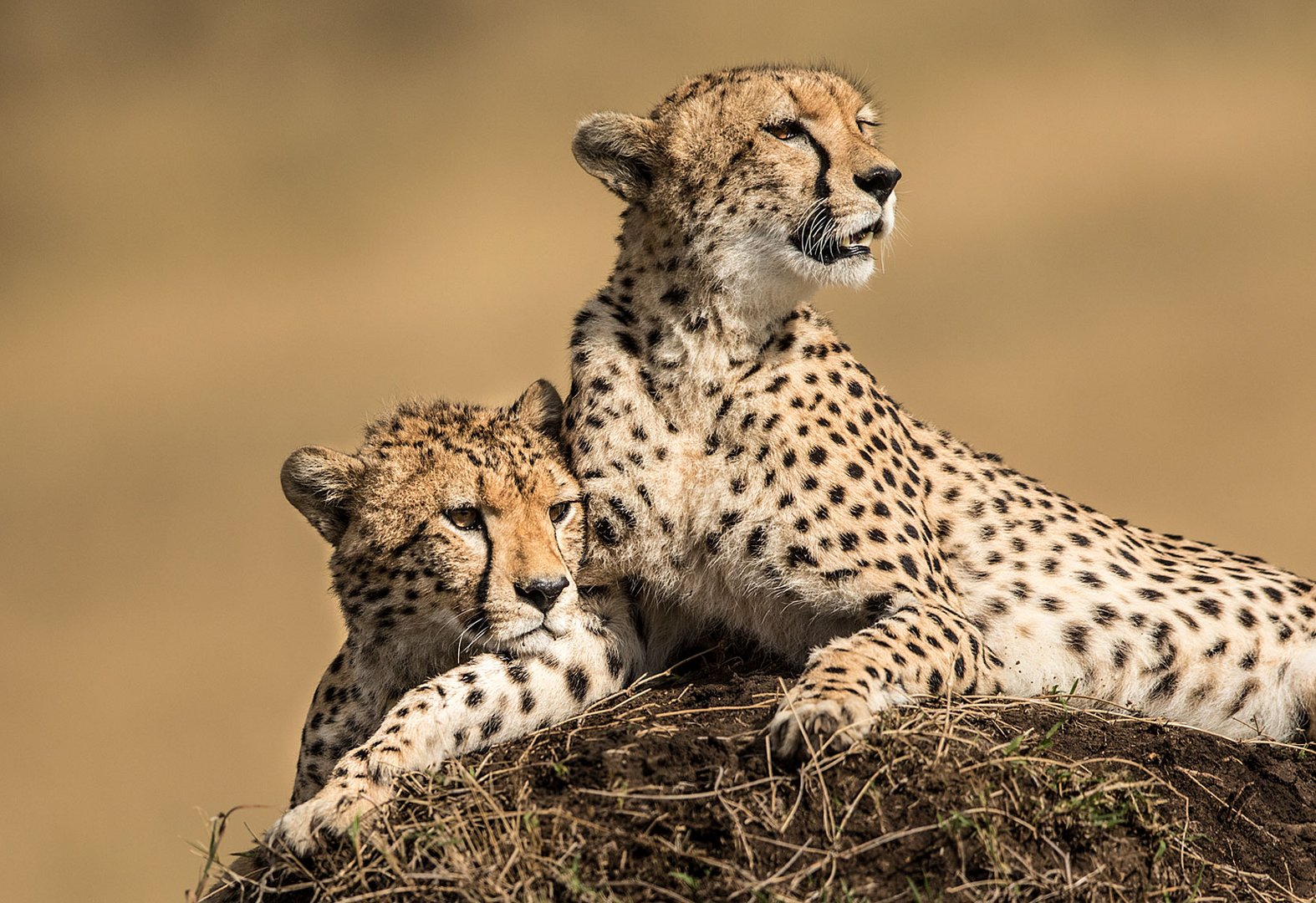 Geparden Foto & Bild | tiere, wildlife, säugetiere Bilder auf fotocommunity