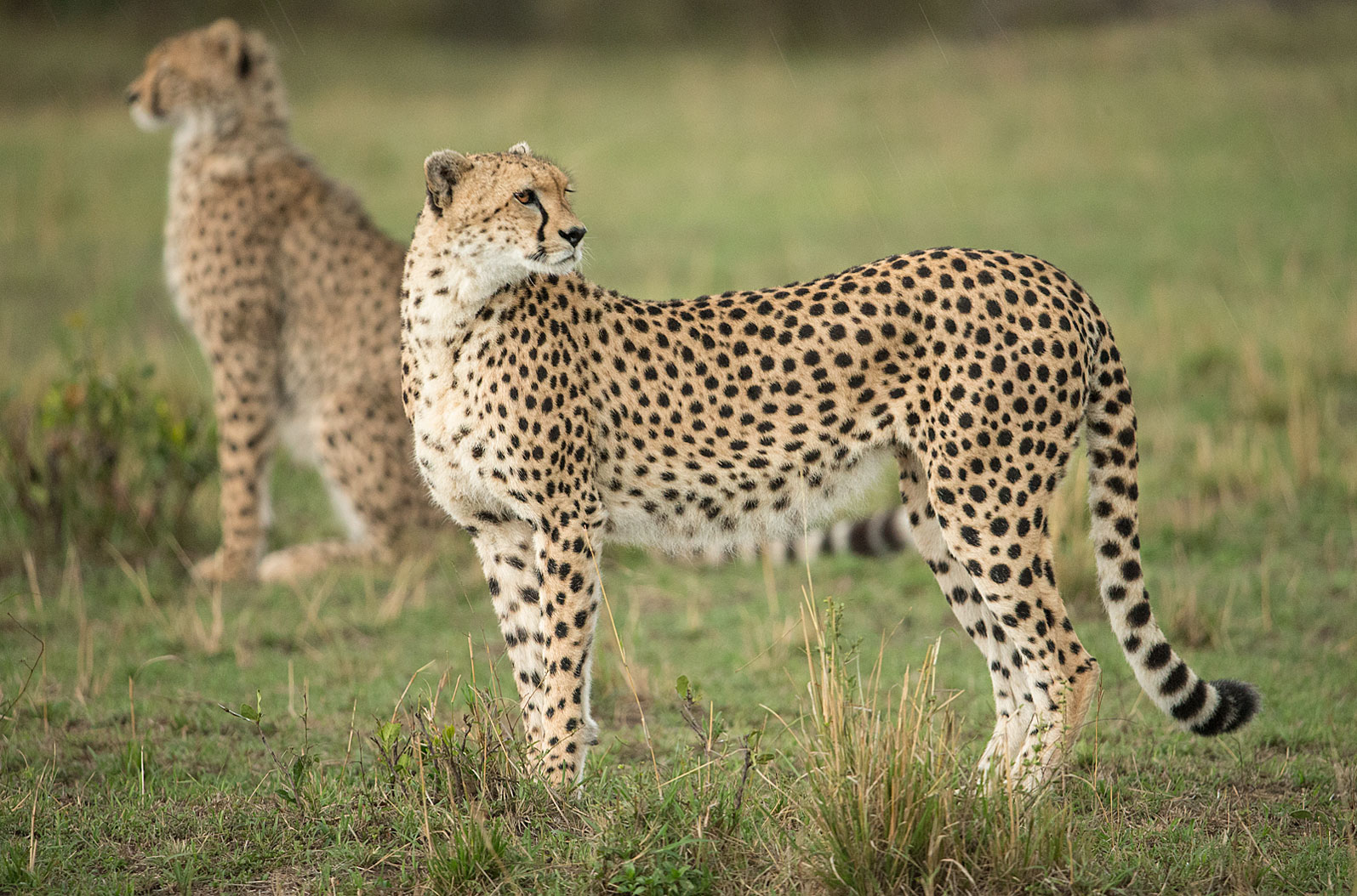 Geparden Foto & Bild | kenia, masai mara 4, natur, katze Bilder auf ...