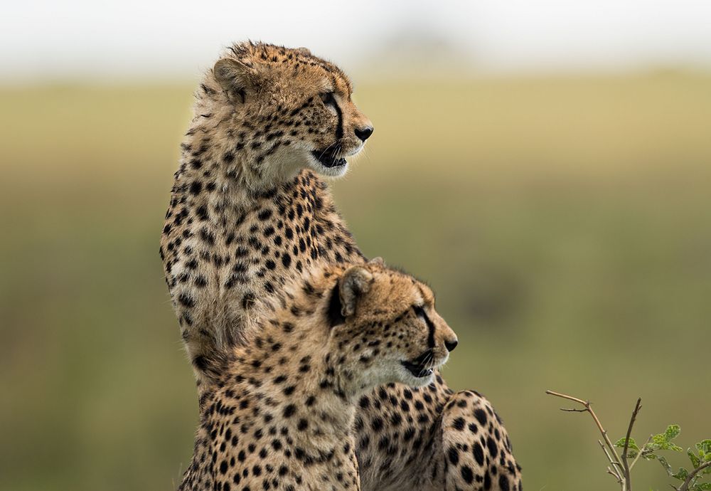 Geparden Foto & Bild | kenia, masai mara 4, natur, afrika Bilder auf ...