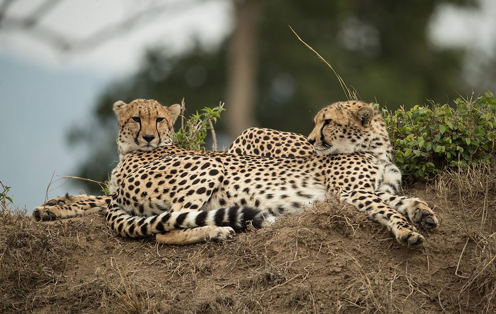 Geparden Foto & Bild | tiere, wildlife, kenia fotosafari 6 Bilder auf ...