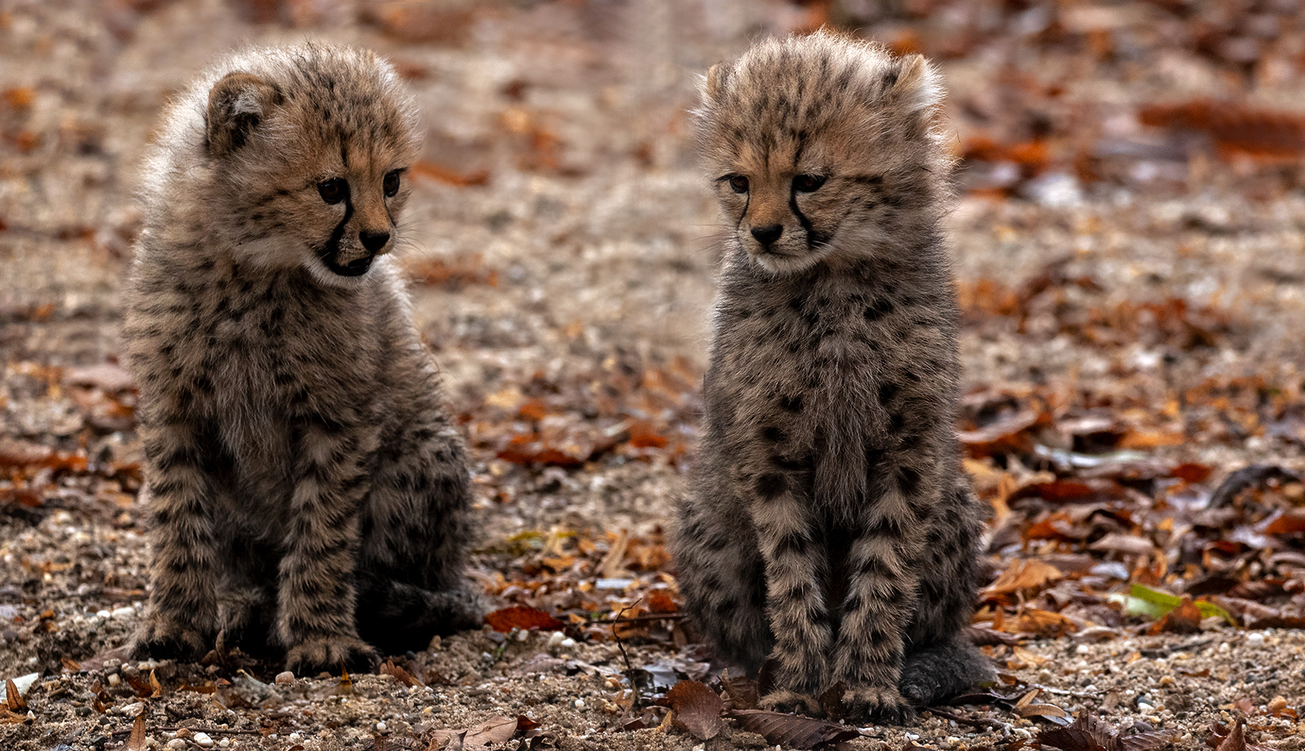 Geparden Babies 007(Archiv) Foto & Bild | deutschland, europe ...