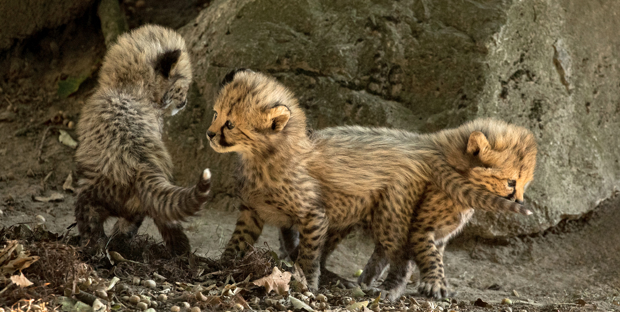 Geparden-Babies Foto & Bild | tiere, landschaft, jahreszeiten Bilder ...