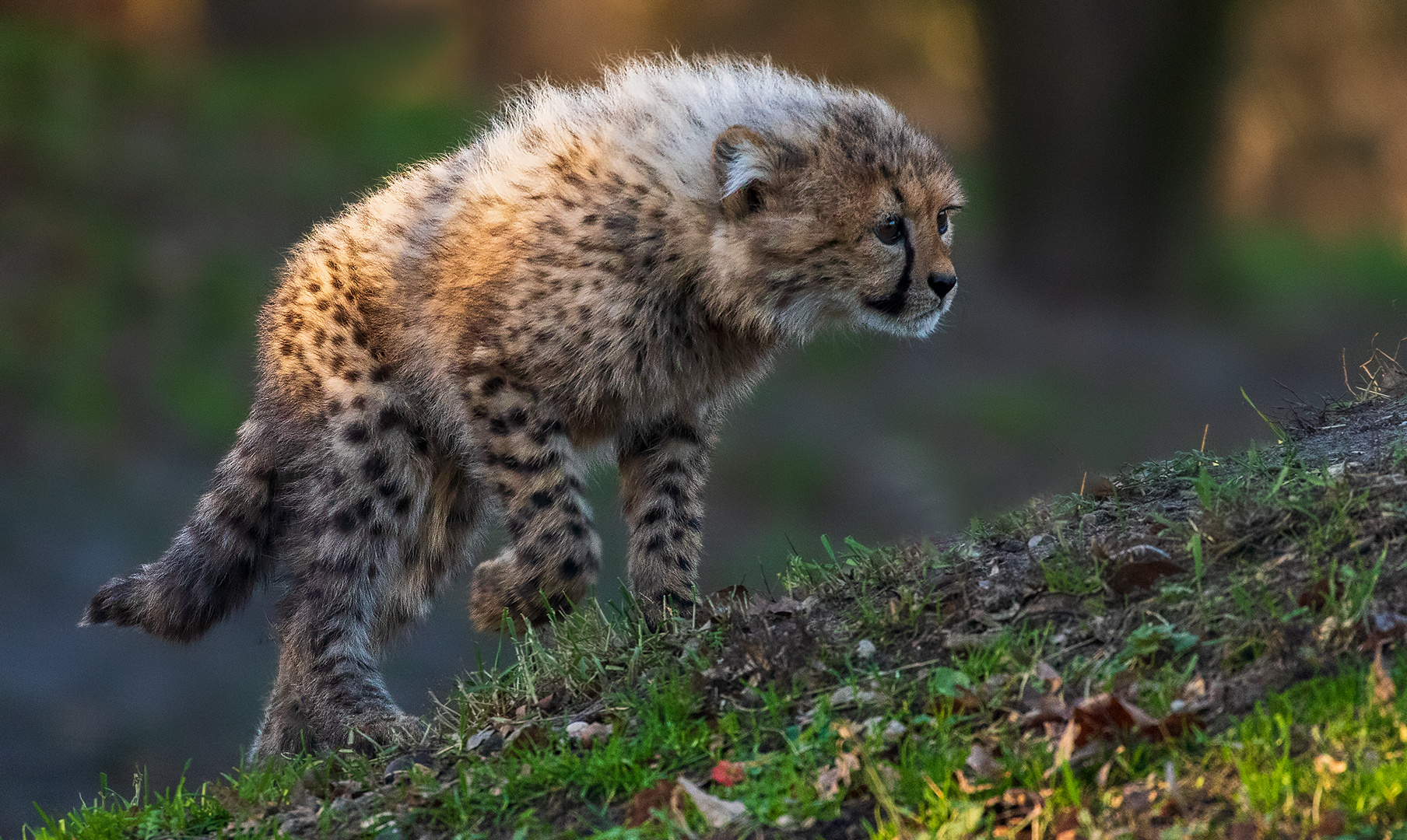 Geparden Baby 010 Foto & Bild | deutschland, europe, nordrhein ...