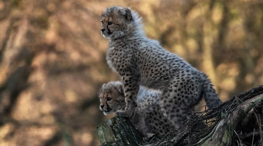 Geparden-Babys 001 Foto & Bild | deutschland, europe, nordrhein ...