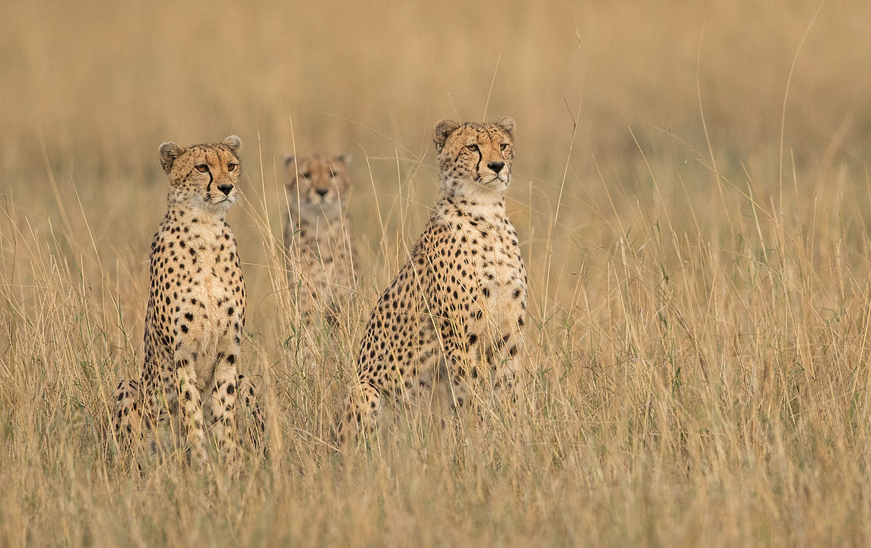 Geparden Foto & Bild | natur, katzen, landschaft Bilder auf fotocommunity