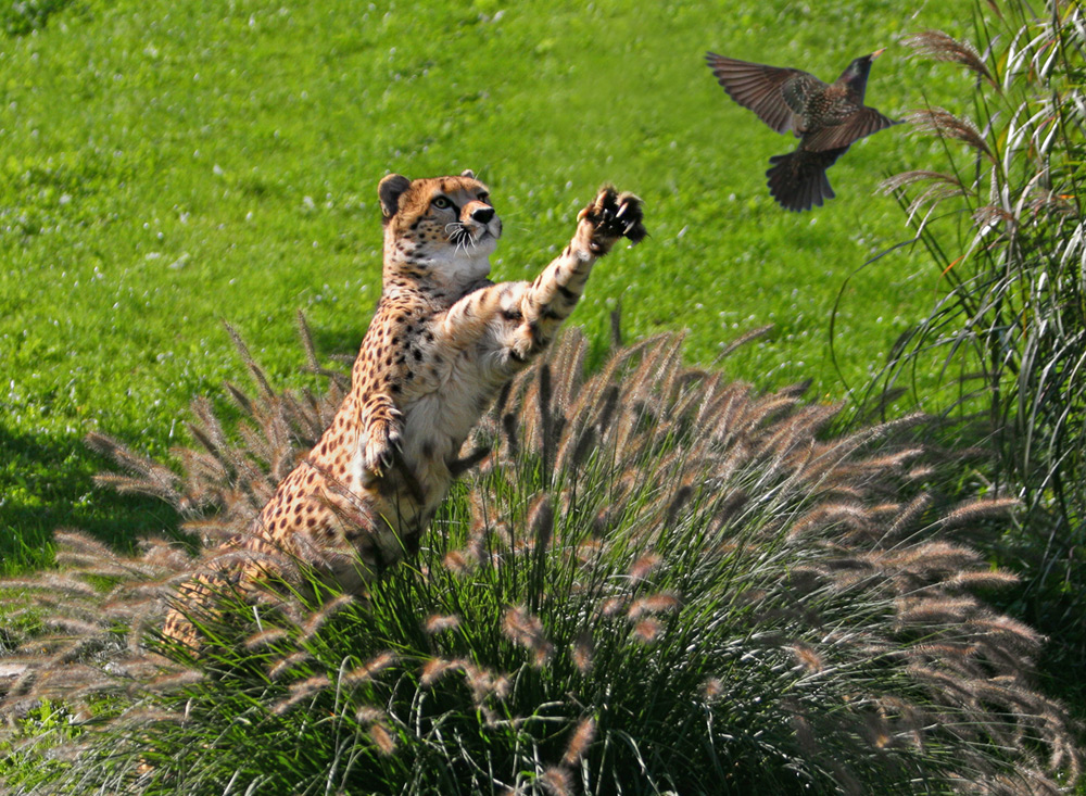 Geparden-Jagd Foto & Bild | tiere, zoo, wildpark & falknerei ...