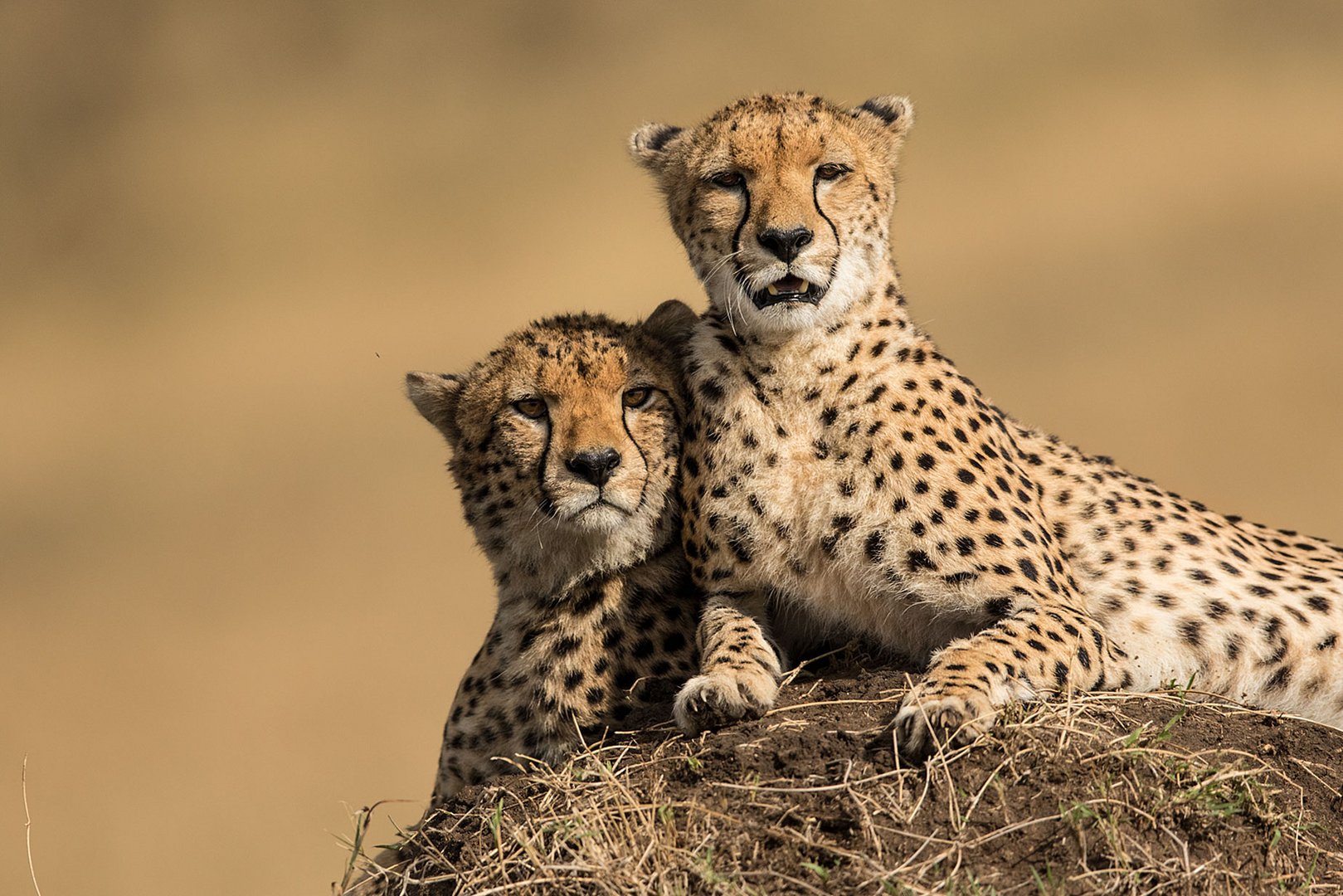 Geparden ( Wildlife ) Foto & Bild | natur, katzen, afrika Bilder auf ...