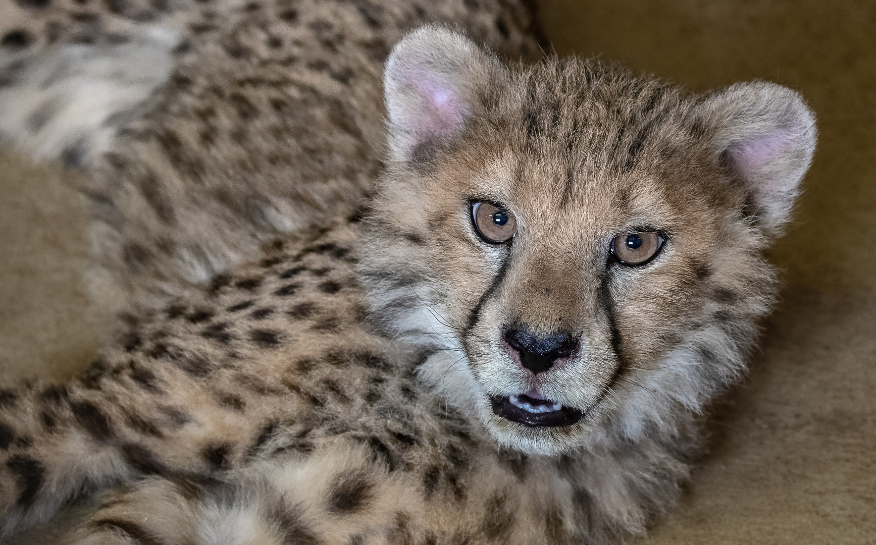 Gepardenbaby-Portrait 001 Foto & Bild | deutschland, europe, nordrhein ...