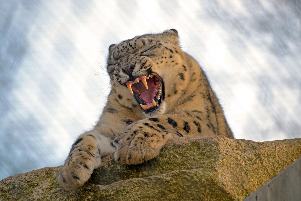 Gepflegtes Gebiss. Foto & Bild | tiere, zoo, wildpark & falknerei ...