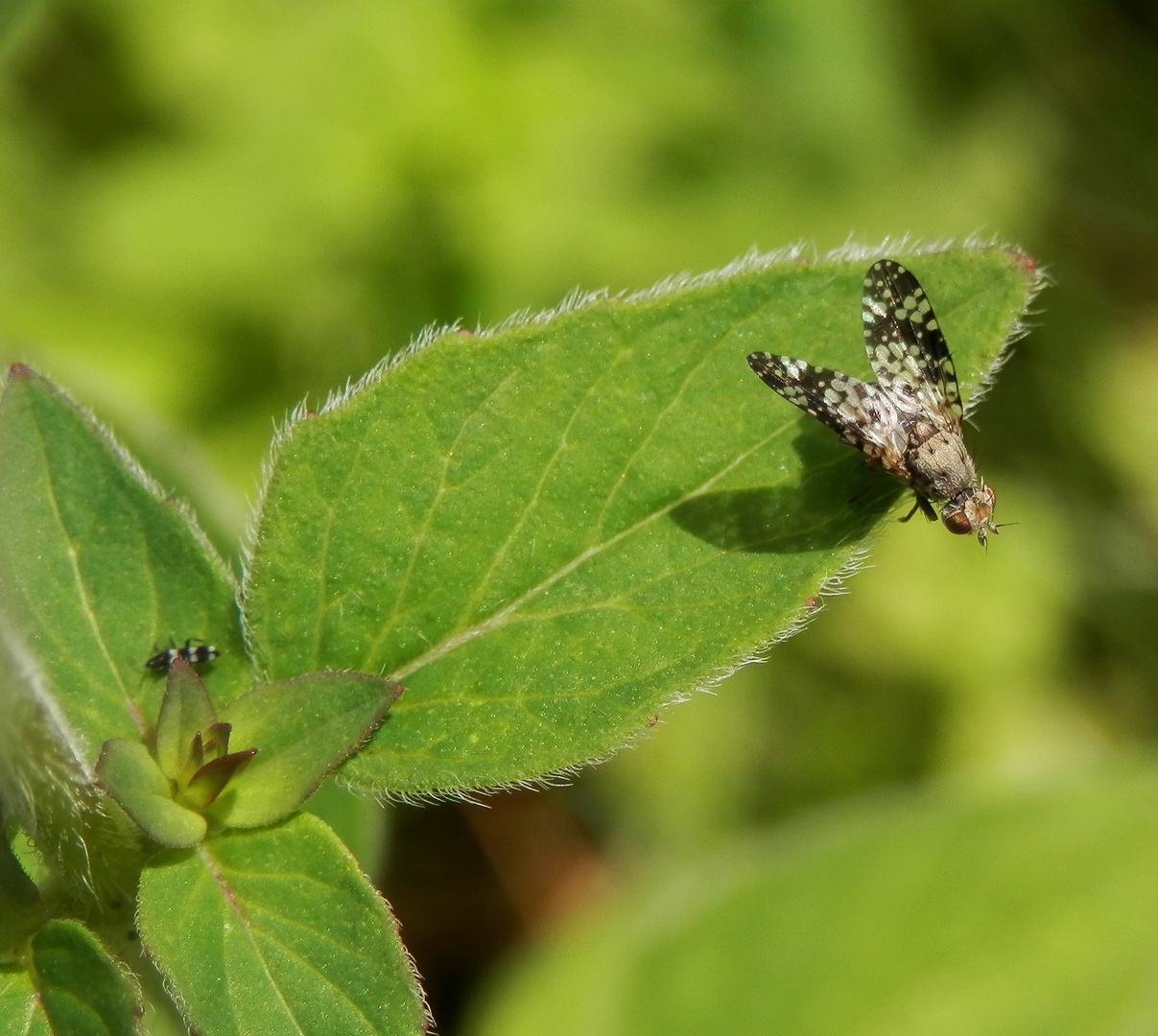 Gepunktete Hornfliege (Trypetoptera punctulata) ? Foto & Bild | fliegen ...