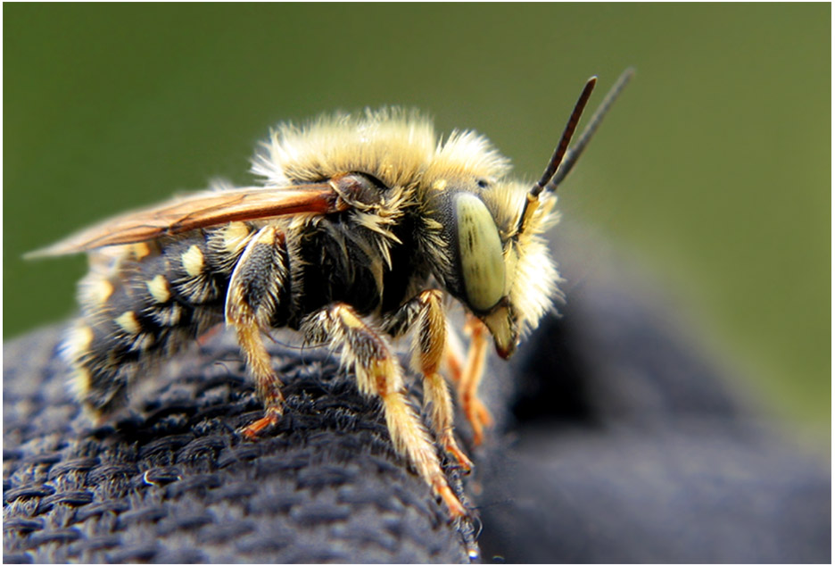 Gepunktete Wollbiene -Anthidium punctatum- Foto & Bild | tiere ...