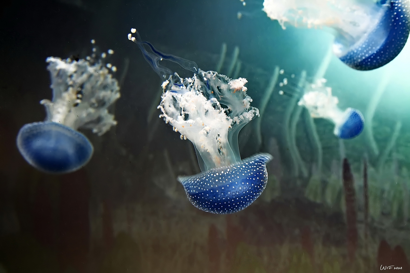 Gepunktete Wurzelmundqualle Foto & Bild | fotos, natur, see Bilder auf fotocommunity