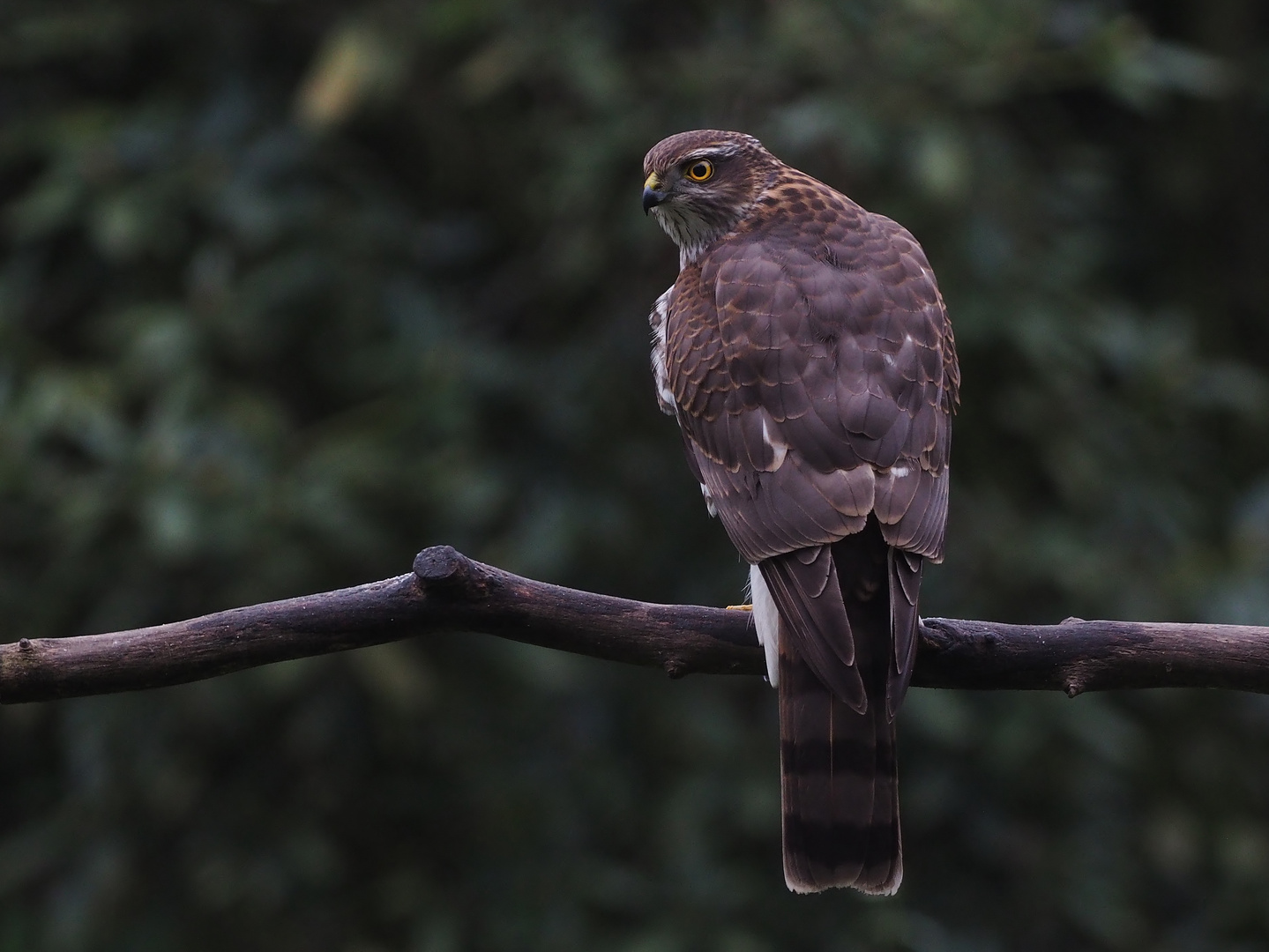 Gerade eben.... Foto & Bild | tiere, wildlife, wild lebende vögel ...