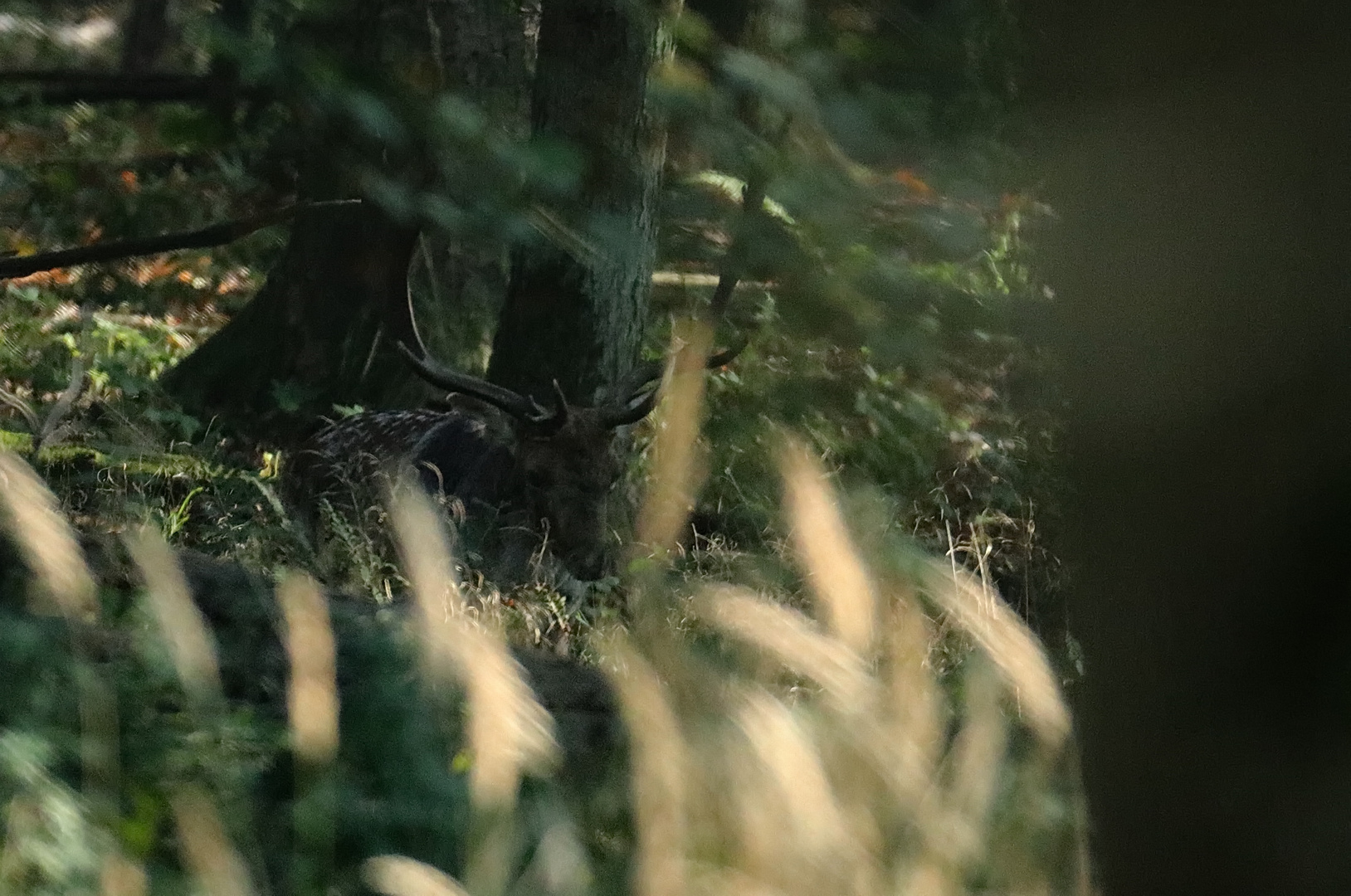 Gerade noch erwischt Foto & Bild | tiere, wildlife, säugetiere Bilder ...