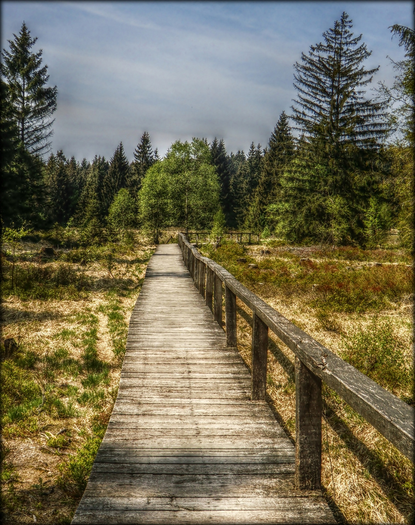 Geradeaus durch das Moor Foto & Bild | natur, landschaft, moor solling ...