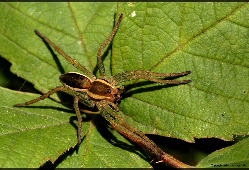 Gerandete Jagdspinne Foto & Bild | tiere, wildlife, spinnen Bilder auf ...