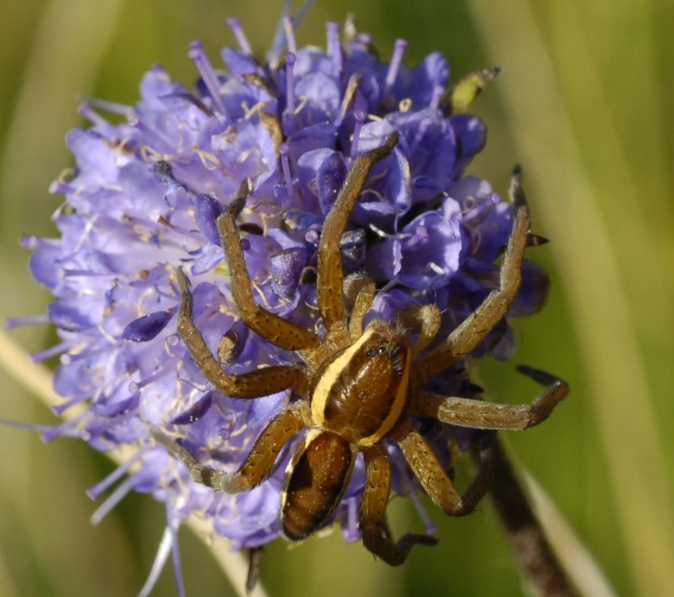 Gerandete Jagdspinne Foto & Bild | tiere, wildlife, spinnen Bilder auf ...
