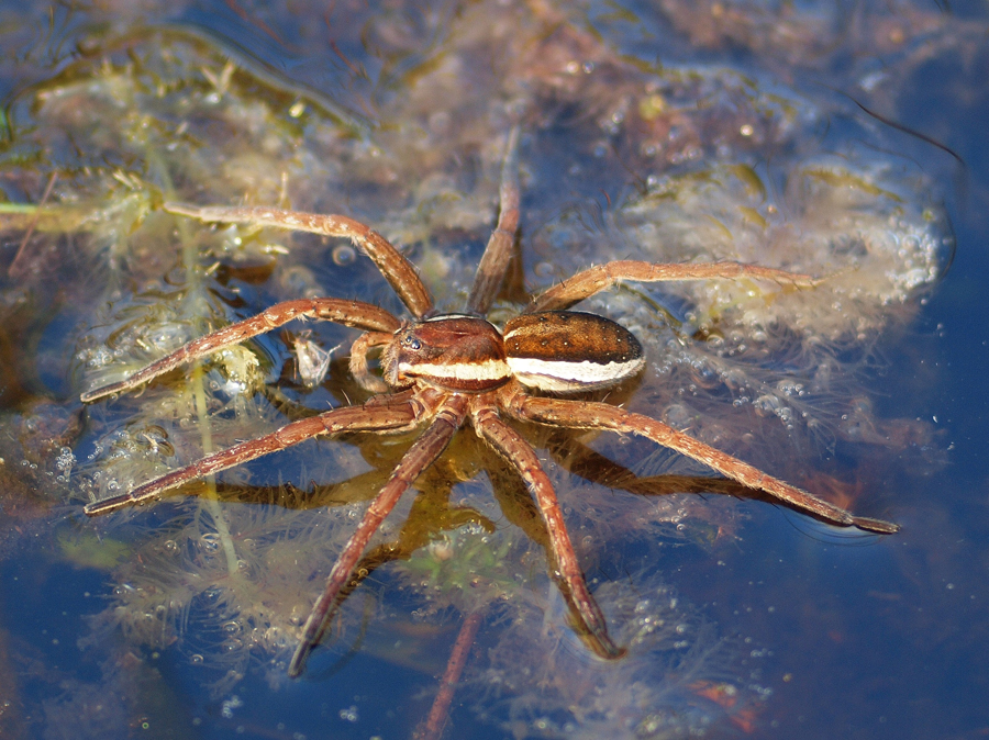 Gerandete Jagdspinne Foto & Bild | tiere, wildlife, spinnen Bilder auf ...