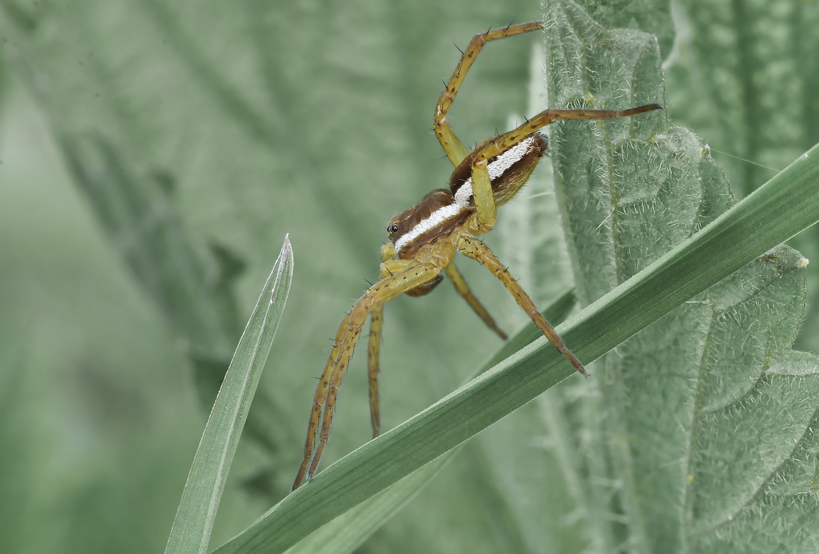 Gerandete Jagdspinne Foto & Bild | wiese, natur, tiere Bilder auf ...