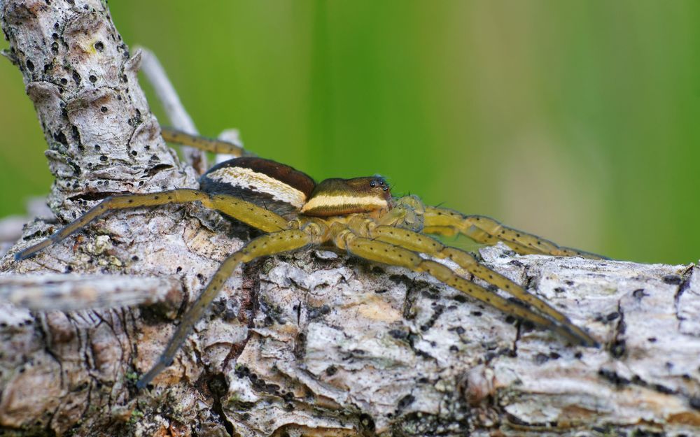 Gerandete Jagdspinne Foto & Bild | tiere, wildlife, spinnen Bilder auf ...