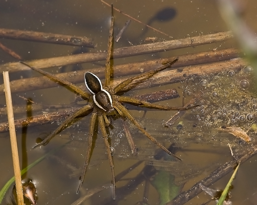 gerandete Jagdspinne Foto & Bild | tiere, wildlife, spinnen Bilder auf ...