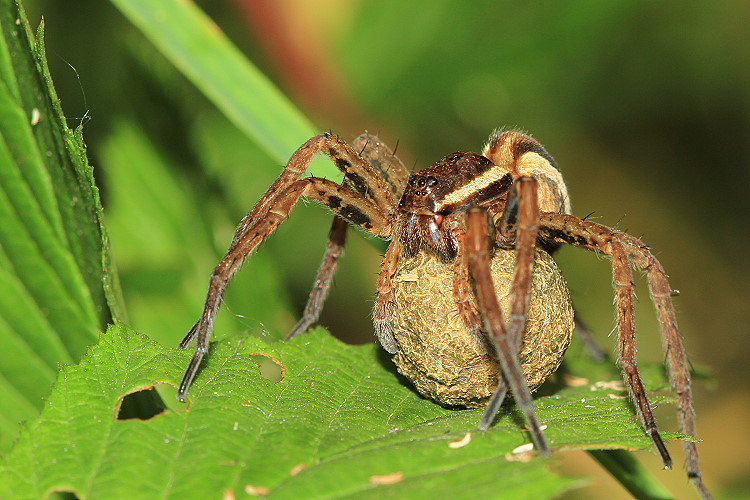 Gerandete Jagdspinne [Dolomedes fimbriatus] mit Kokon Foto & Bild ...