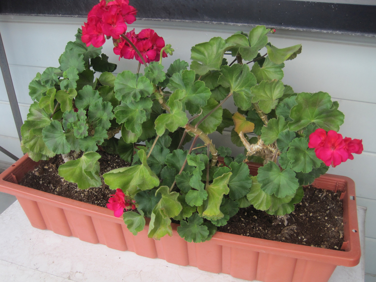 Géranium balcon 2018 photo et image | nature Images fotocommunity