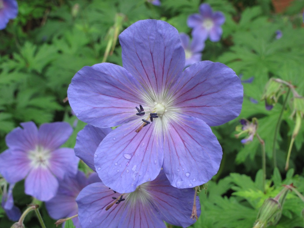 Geranium himalayense Foto & Bild | pflanzen, pilze & flechten, blüten ...