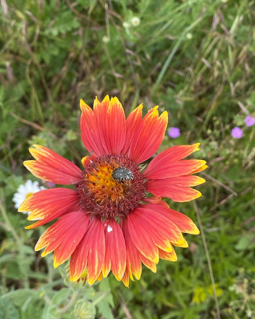 Gerbara Foto & Bild | natur, motive Bilder auf fotocommunity