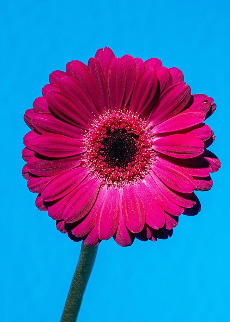 Gerbera Foto & Bild | natur, blumen, pflanzen Bilder auf fotocommunity