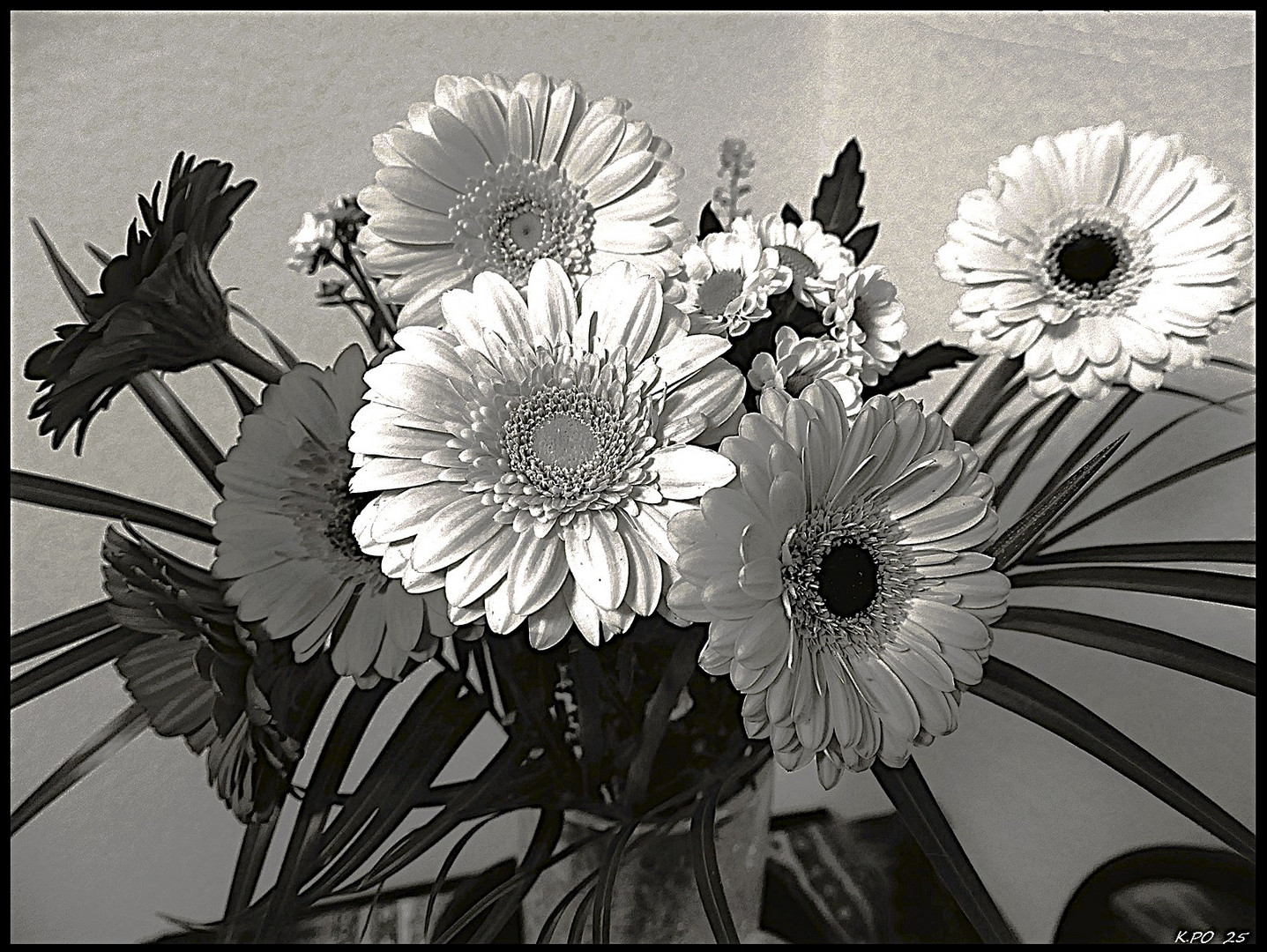 Gerbera in SW Foto & Bild | pflanzen, pilze & flechten, blüten- & kleinpflanzen, projekte Bilder ...