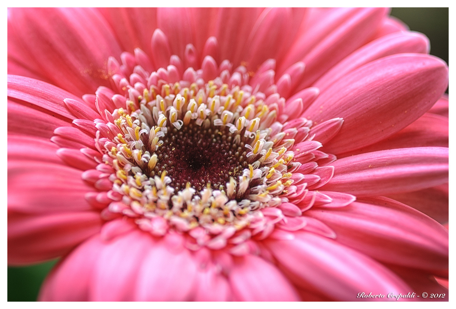 Gerbera rosa Foto % Immagini| macro e close up, macro fiori e piante ...