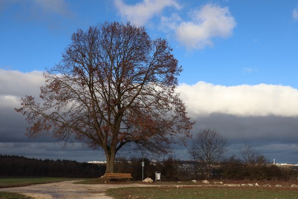 Einzelbäume Bilder & Fotos