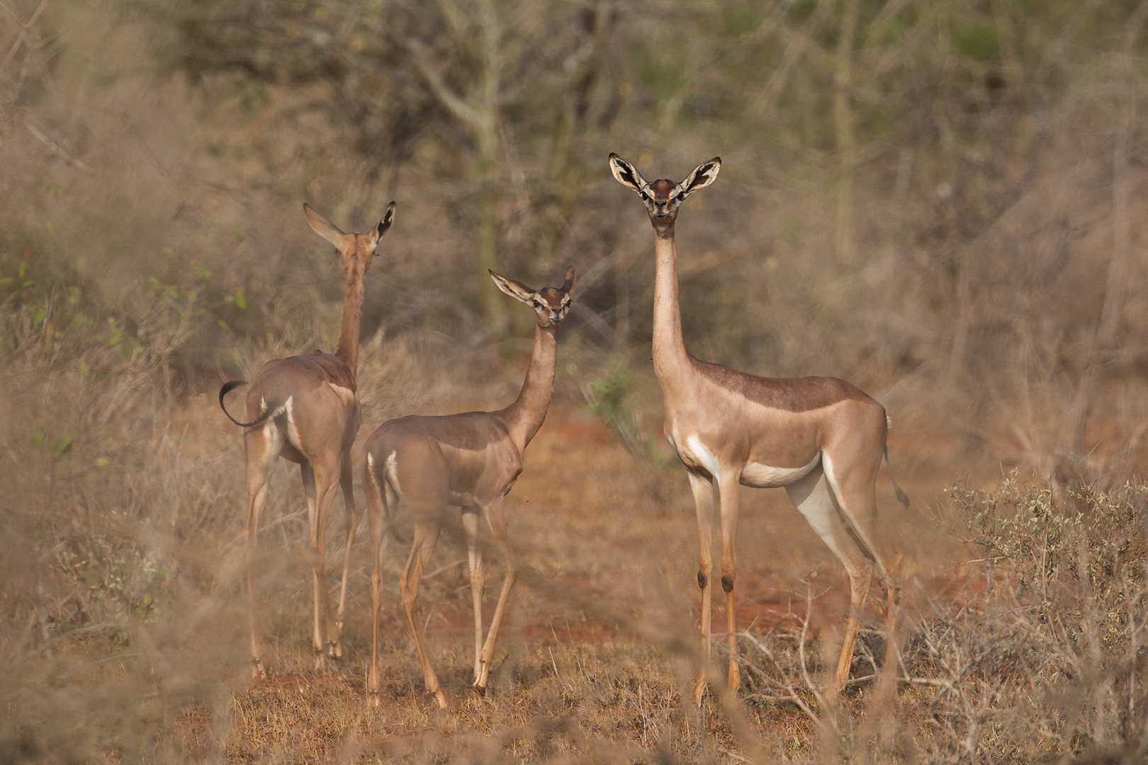 Gerenuk Foto & Bild | fotos, world, outdoor Bilder auf fotocommunity