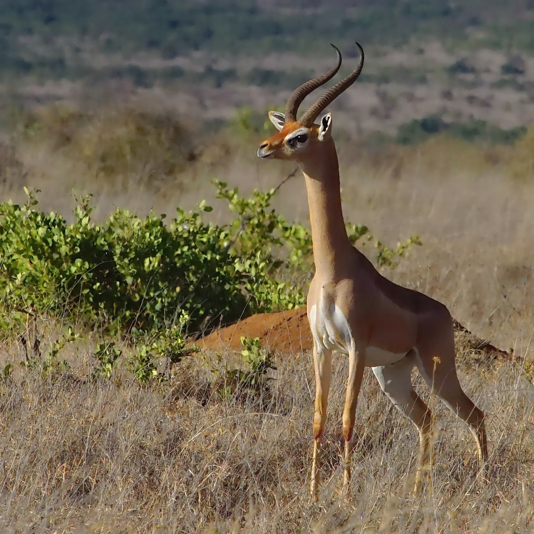 Gerenuk Foto & Bild | world, africa, kenya Bilder auf fotocommunity