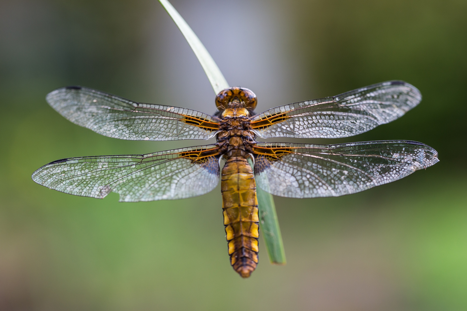 Gerettete Libelle Foto & Bild | tiere, wildlife, libellen Bilder auf ...