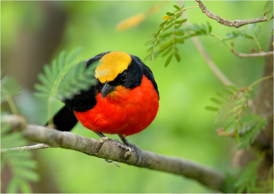 German Bird... Foto & Bild | africa, western africa, the gambia Bilder ...