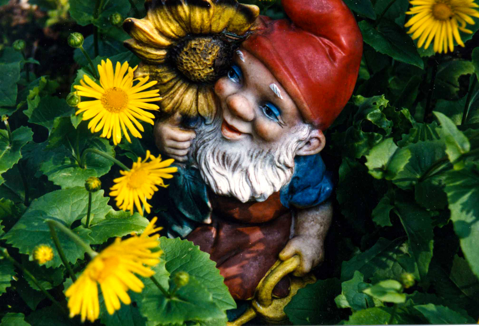 German Kitsch Foto & Bild | pflanzen, pilze & flechten, blüten ...