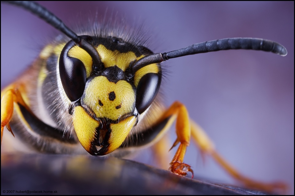 GERMAN WASP Foto & Bild | tiere, tier und mensch, * Bilder auf ...