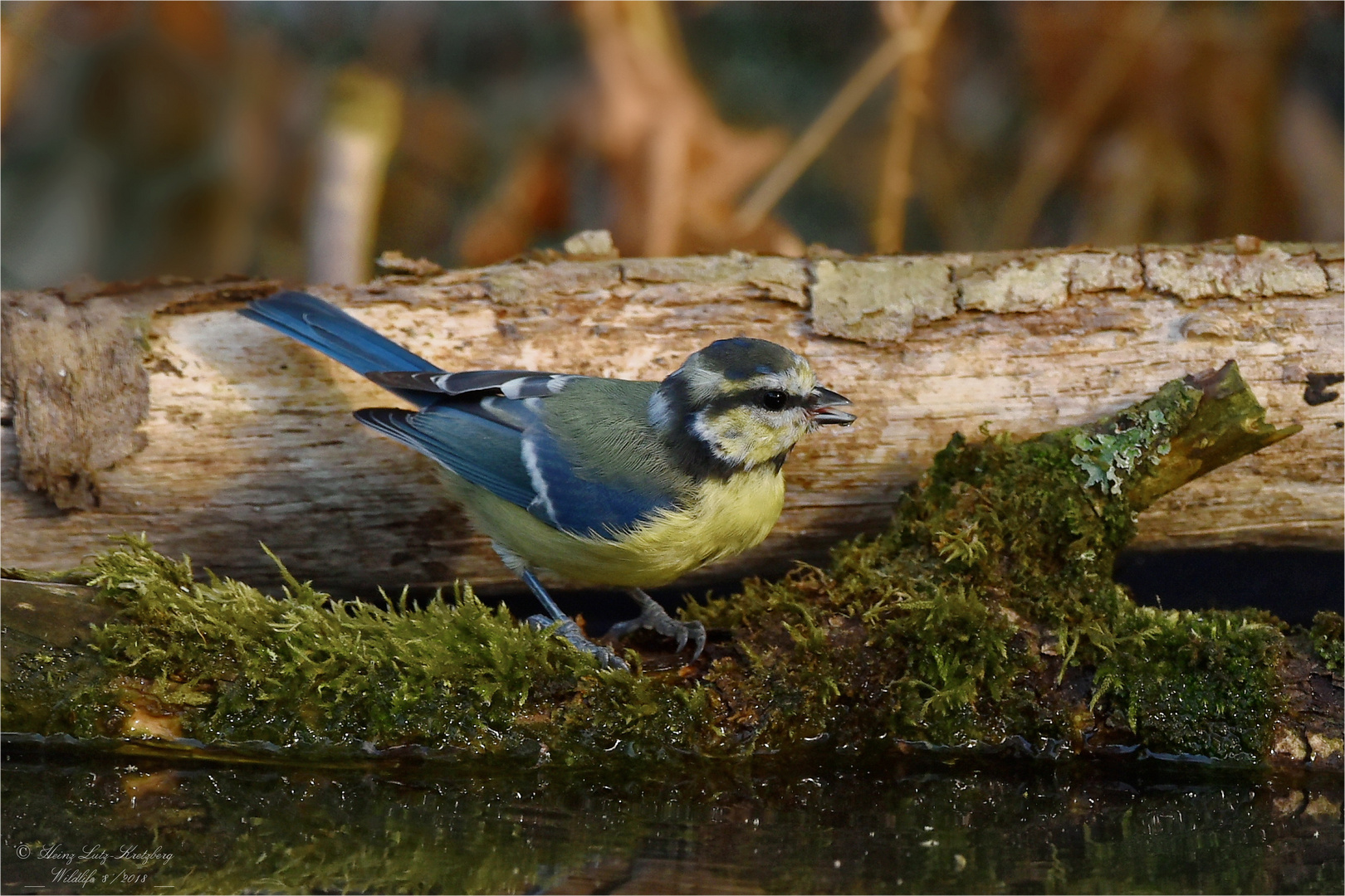 gerne angenommen .. Foto & Bild | fotos, natur, tiere Bilder auf ...
