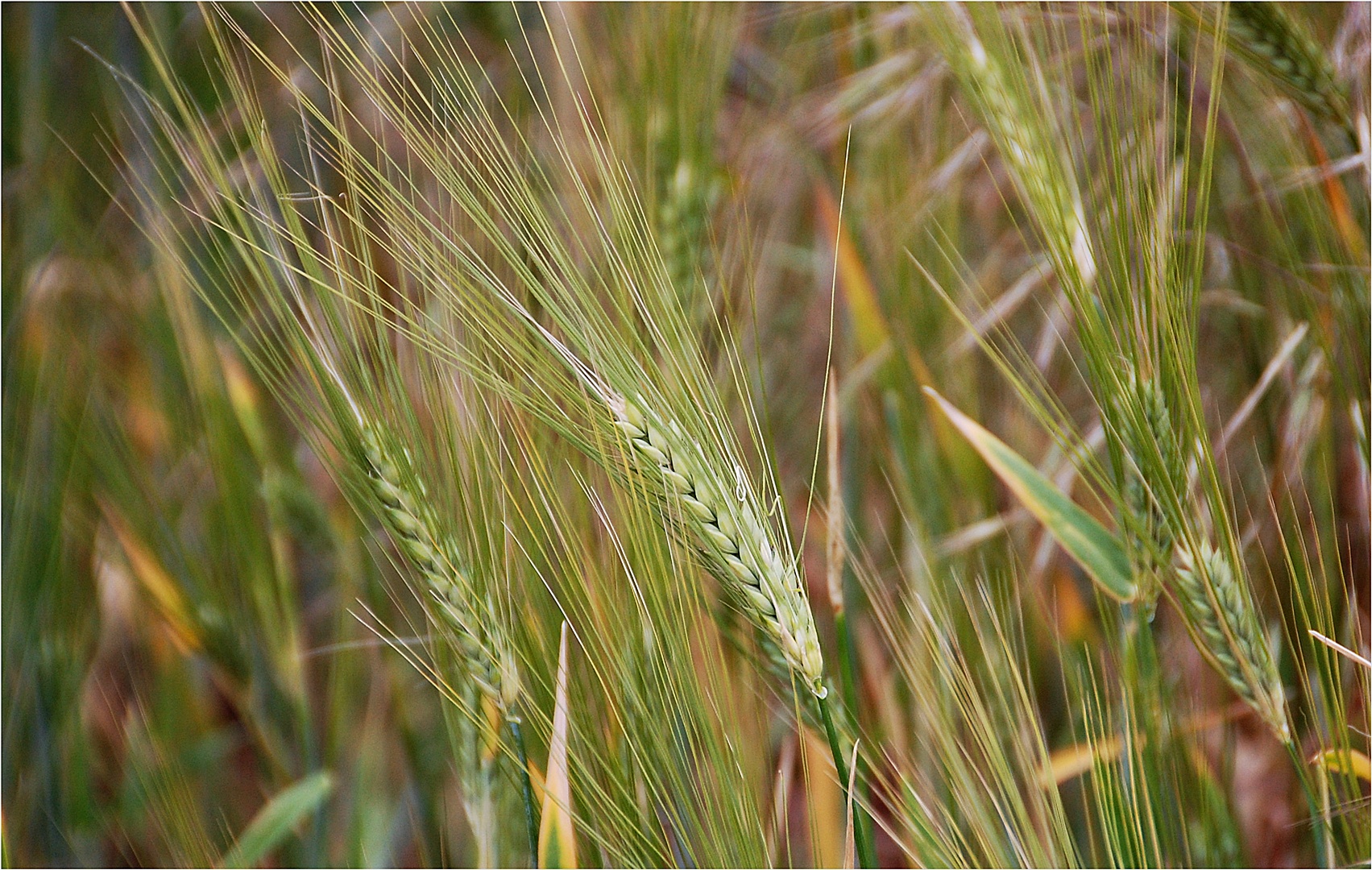 Gerste Foto & Bild | natur, getreide, pflanzen Bilder auf fotocommunity