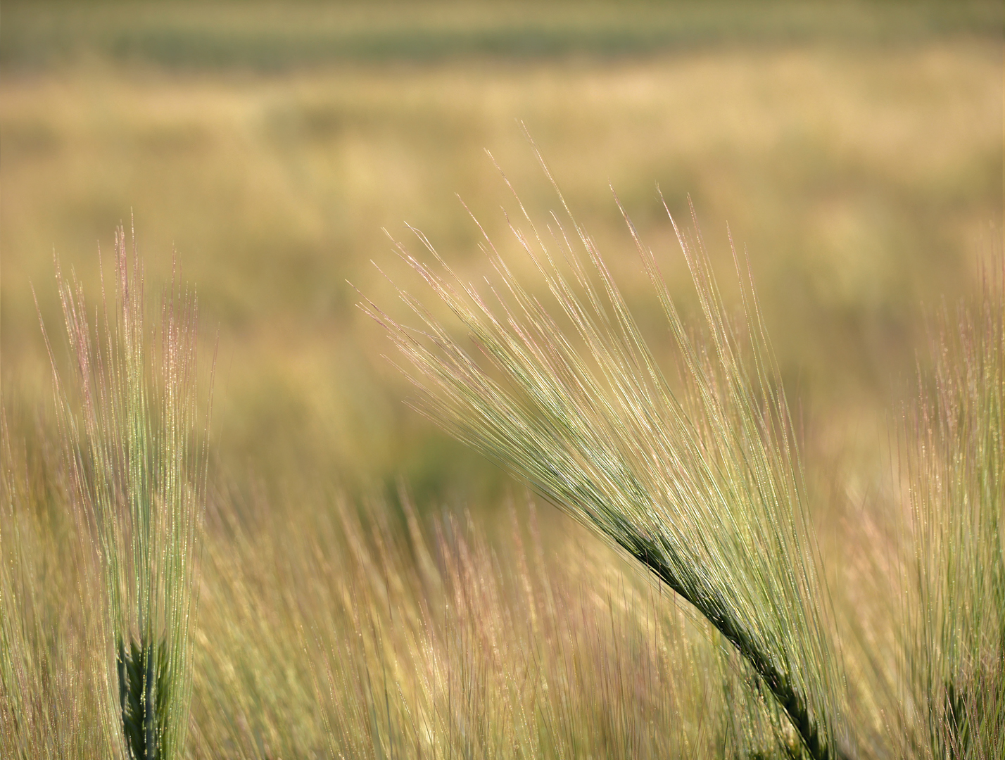Gerste Foto & Bild | landschaft, techniken, Äcker, felder & wiesen ...