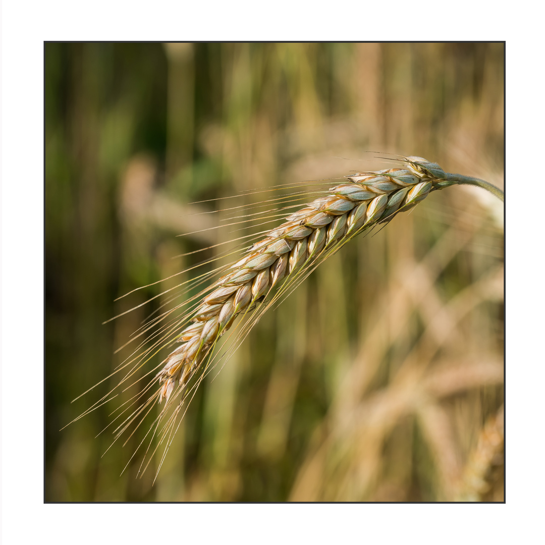 Gerste Foto & Bild | pflanzen, pilze & flechten, getreide und ...