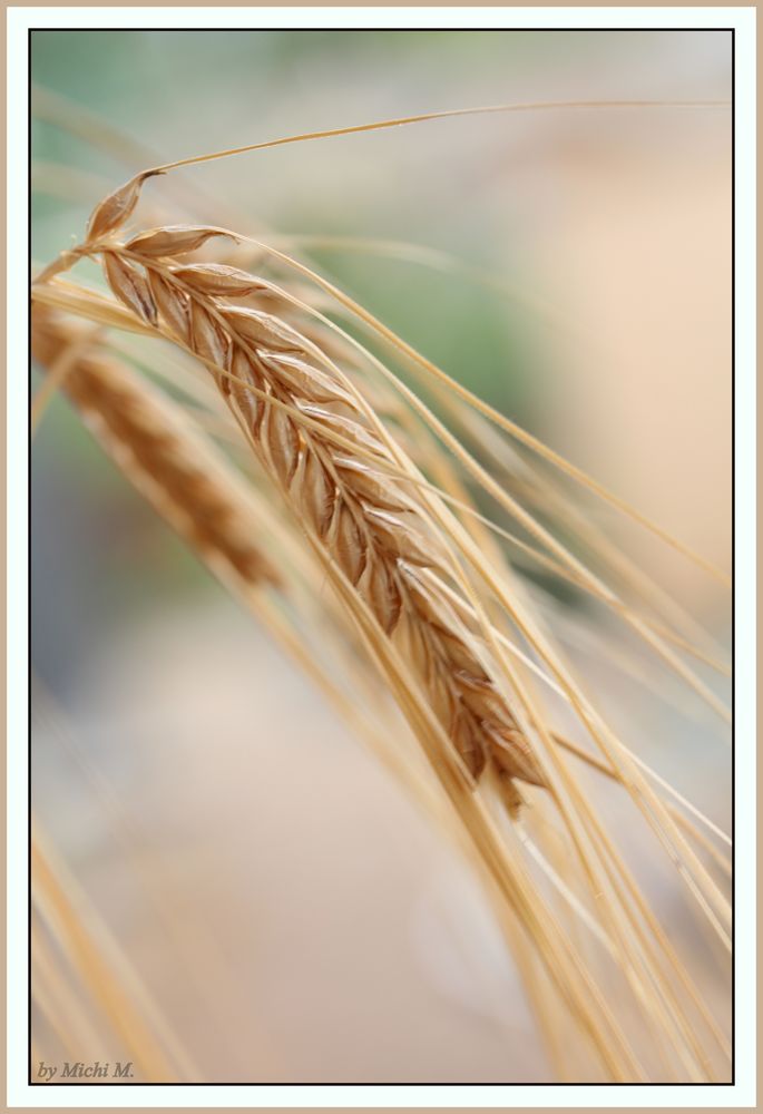 Gerste Foto & Bild | pflanzen, pilze & flechten, getreide und ...