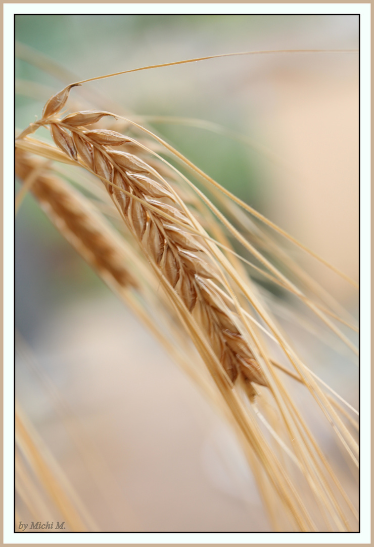Gerste Foto & Bild | pflanzen, pilze & flechten, getreide und ...