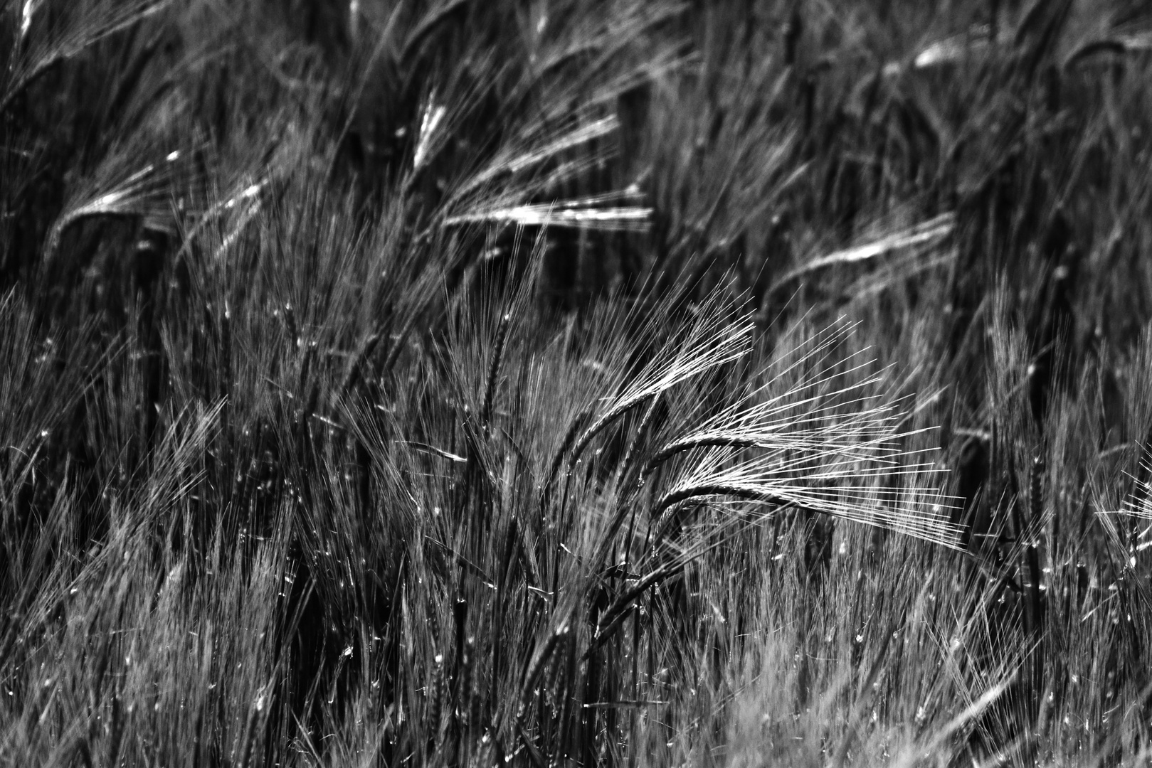 Gerste Foto & Bild | frühling, natur, getreide Bilder auf fotocommunity