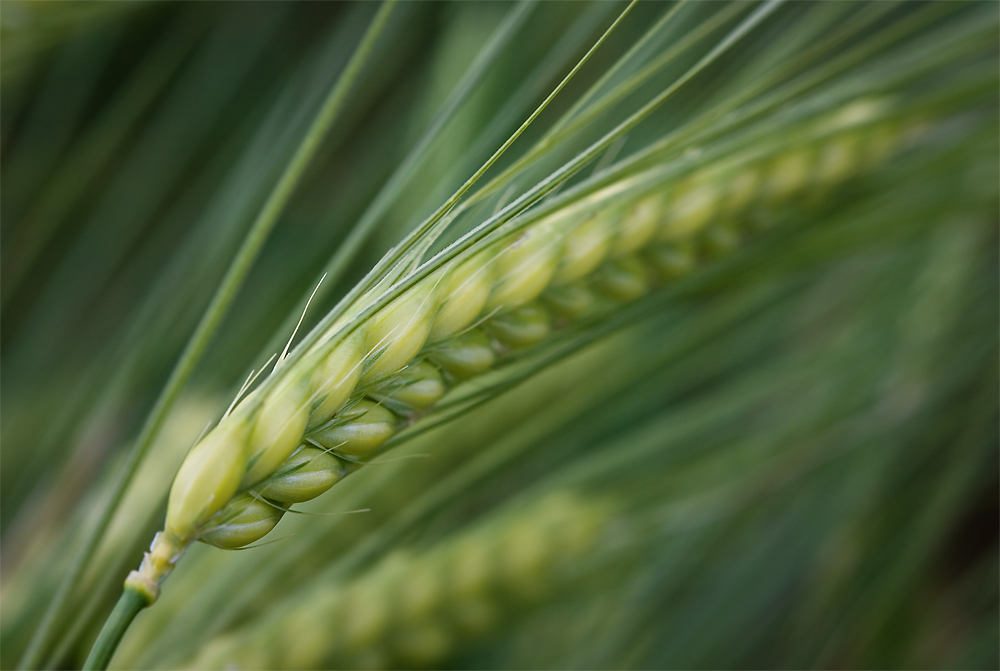 Gerste Foto & Bild | archiv, digitalphoto makrofotografie, archiv 2009 ...