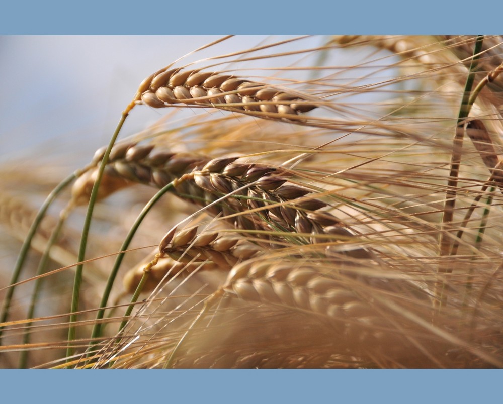 Gerste Foto & Bild | pflanzen, pilze & flechten, getreide und ...