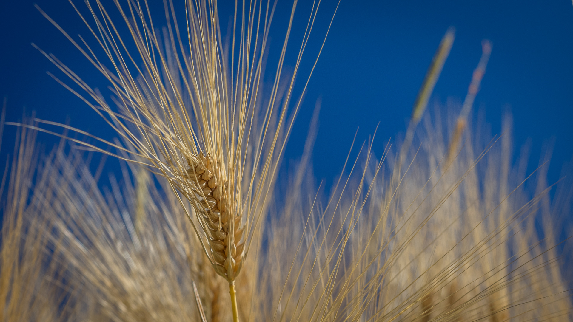 Gerste Foto & Bild | pflanzen, pilze & flechten, getreide und ...